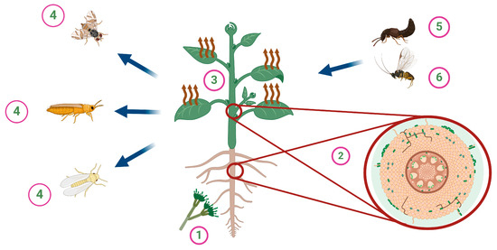 Endophytic Entomopathogenic Fungi: Their Role in Enhancing Plant ...