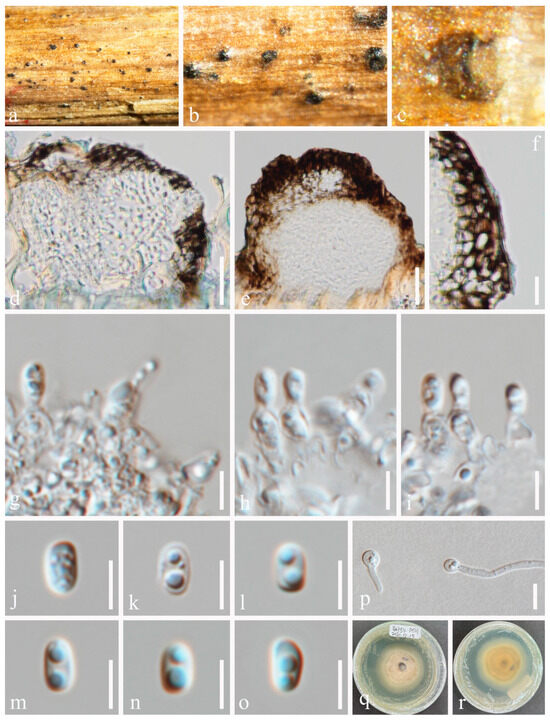 Additions to Dictyosporiaceae: Neoxylochrysis typhicola comb. et gen ...