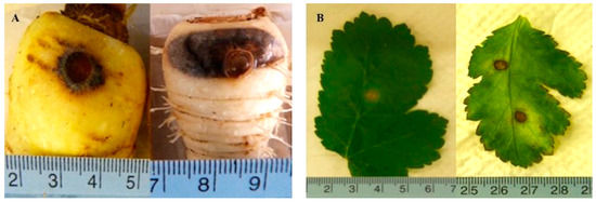 Characterisation of Itersonilia spp. from Parsnip and Other Hosts