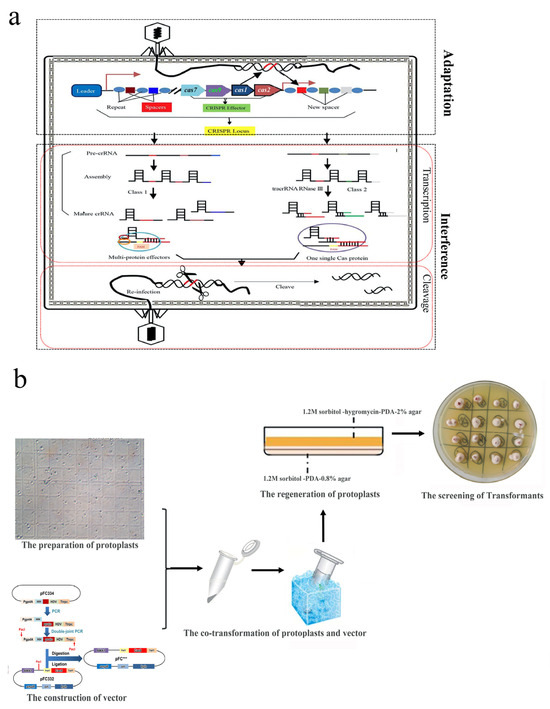 From Random Perturbation to Precise Targeting: A Comprehensive Review ...