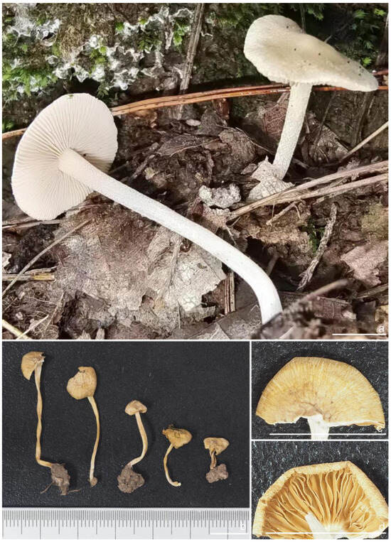 Contributions to the Inocybe umbratica–paludinella (Agaricales) Group ...