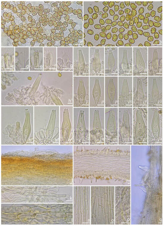 Contributions to the Inocybe umbratica–paludinella (Agaricales) Group ...