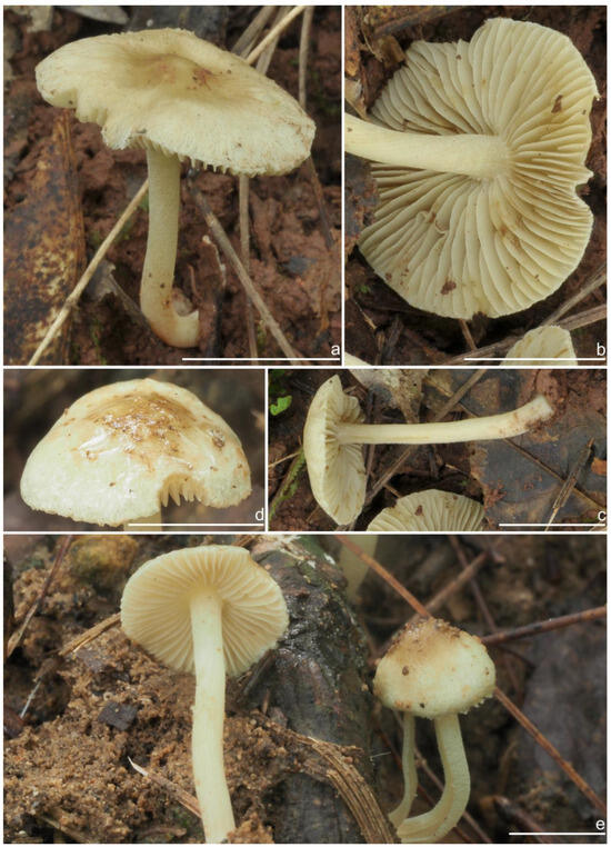 Contributions to the Inocybe umbratica–paludinella (Agaricales) Group ...