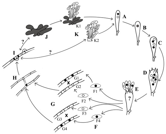 Genome Sequencing Providing Molecular Evidence of Tetrapolar Mating ...
