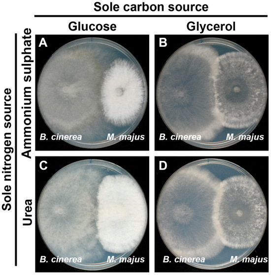 Microdochium majus Isolated from Grapevine Is a Mycoparasite of ...