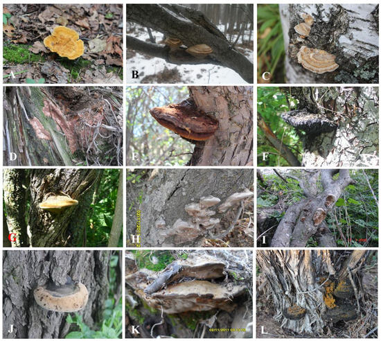 Annotated Checklist of Poroid Hymenochaetoid Fungi in Central Asia ...