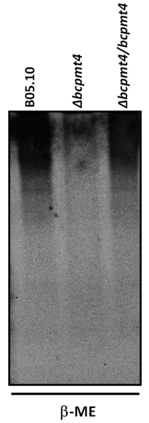 Botrytis cinerea PMT4 Is Involved in O-Glycosylation, Cell Wall ...