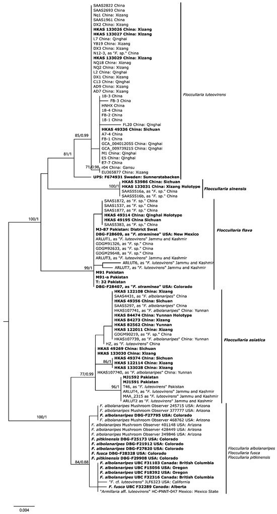 Diversity and Multigene Phylogeny of the Genus Floccularia (Agaricales ...