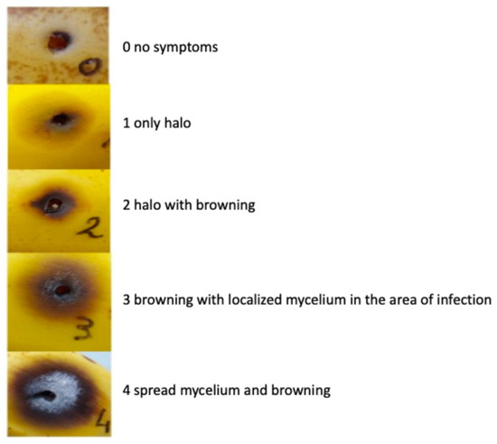 Fusarium musae Infection in Animal and Plant Hosts Confirms Its Cross ...