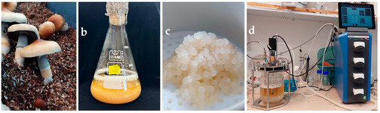 Exploring Psilocybe cubensis Strains: Cultivation Techniques ...