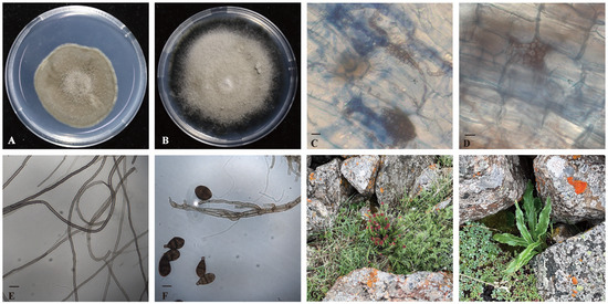 Composition and Biodiversity of Culturable Endophytic Fungi in the ...