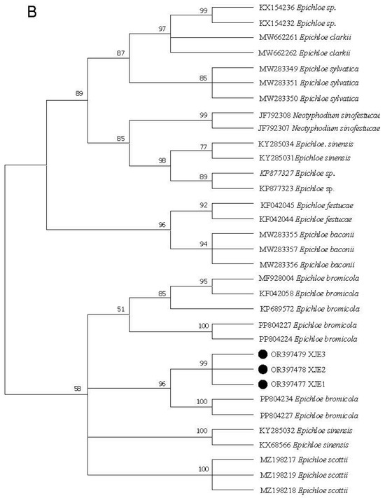 Identification and Characterization of Three Epichloë Endophytes ...