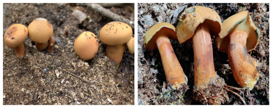 First Report on the Artificial Cultivation Techniques of ...