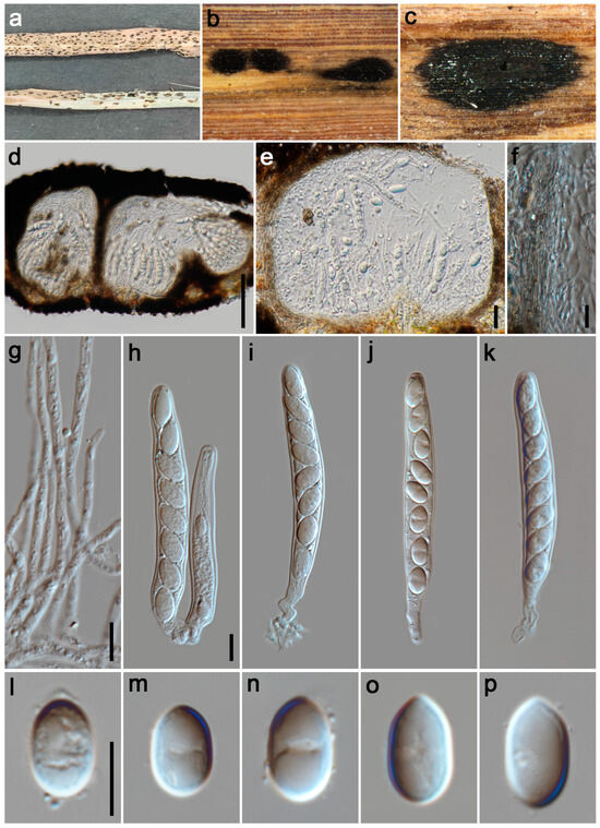 Five New Phyllachora Species from Tar Spot Fungi on Poaceae in Sichuan ...
