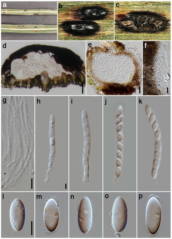 Five New Phyllachora Species from Tar Spot Fungi on Poaceae in Sichuan ...