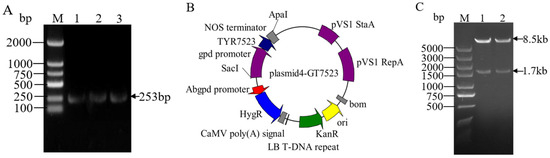 Construction of Overexpression Vector with TYR7523 Gene and Its Effect ...