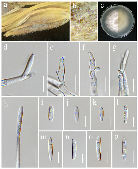 Morpho-Molecular Characterization of Hypocrealean Fungi Isolated from ...