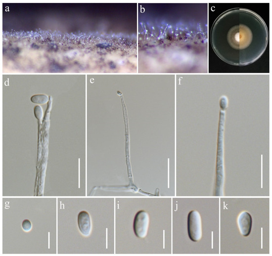 Morpho-Molecular Characterization of Hypocrealean Fungi Isolated from ...