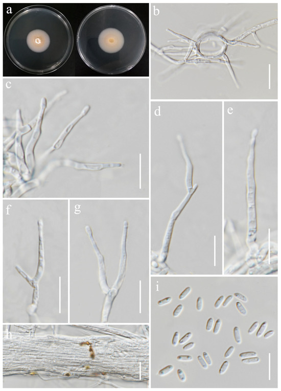 Morpho-Molecular Characterization of Hypocrealean Fungi Isolated from ...