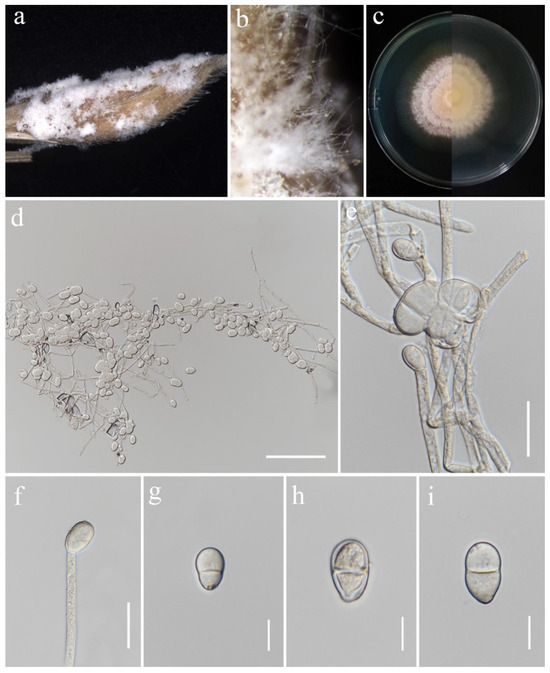 Morpho-Molecular Characterization of Hypocrealean Fungi Isolated from ...