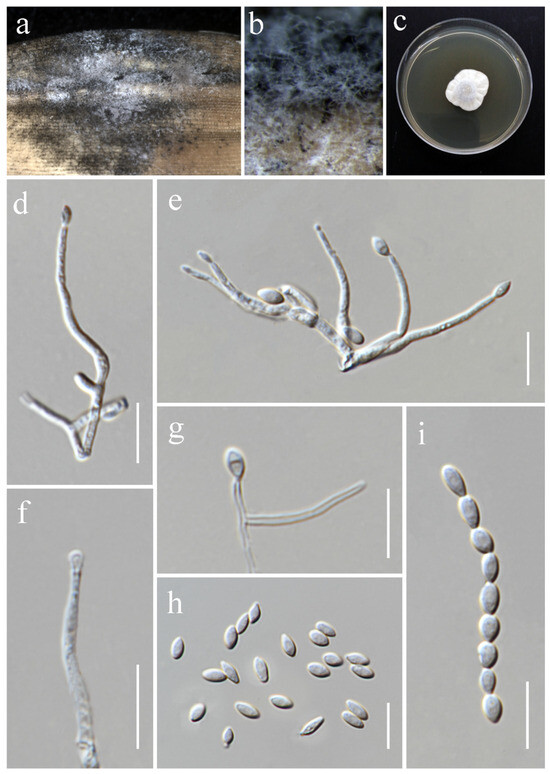 Morpho-Molecular Characterization of Hypocrealean Fungi Isolated from ...
