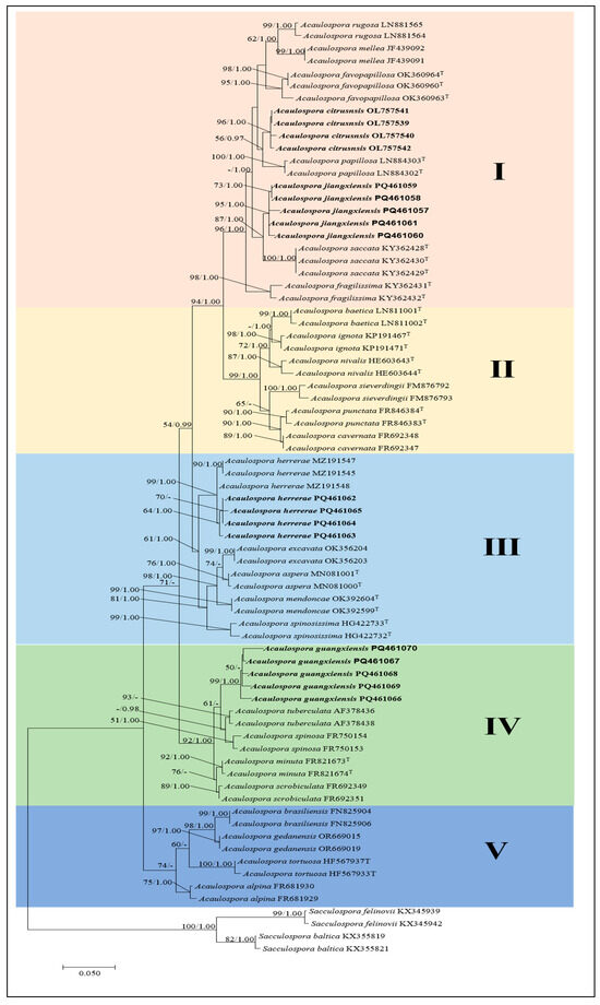 Three New Species and a New Record of Arbuscular Mycorrhizal Fungi of ...