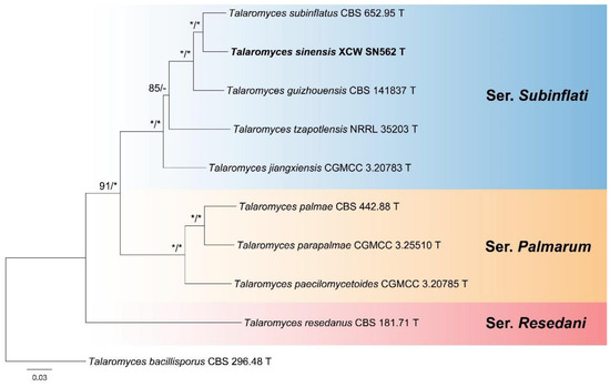 Seven New Series and Four New Species in Sections Subinflati and ...