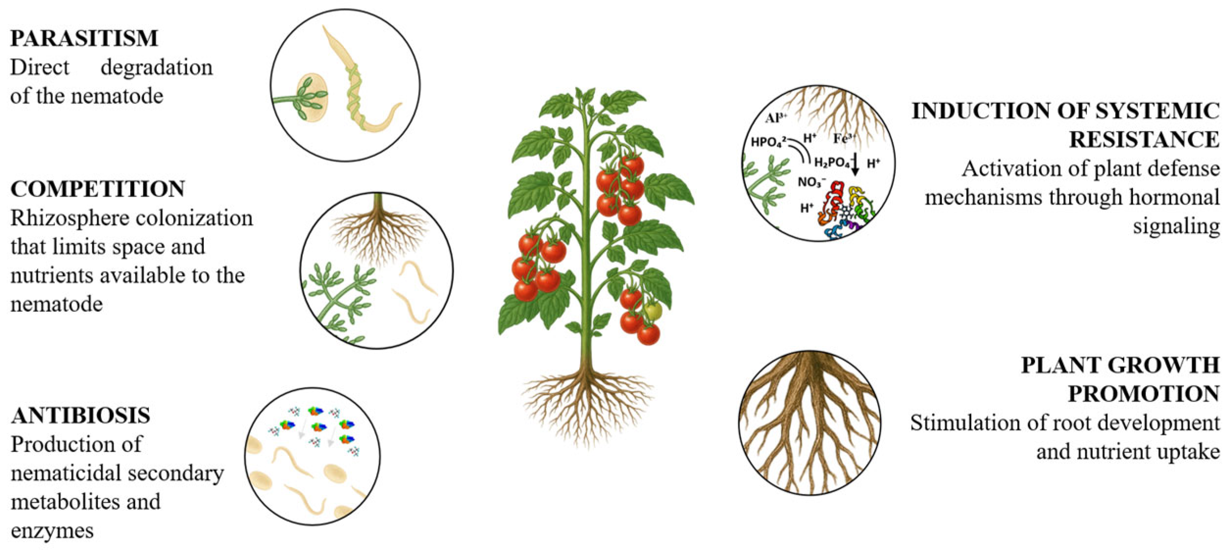Biocontrol Strategies Against Plant-Parasitic Nematodes Using Trichoderma spp.: Mechanisms ...