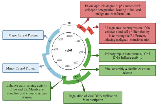 HPV and Male Cancer: Pathogenesis, Prevention and Impact