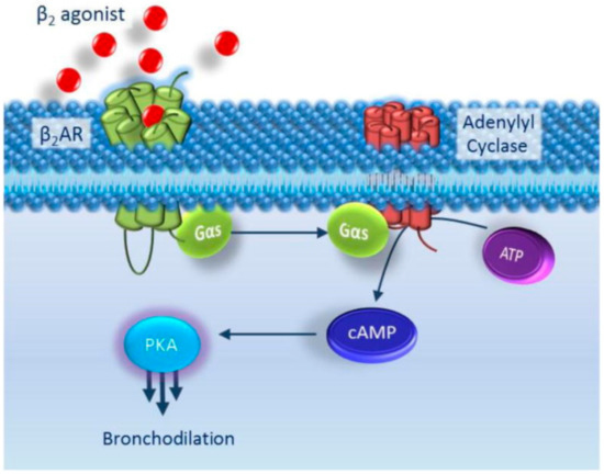 Pharmacogenomics and Pediatric Asthmatic Medications
