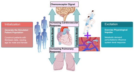 A Whole-Body Physiology Model to Investigate Respiratory Function ...