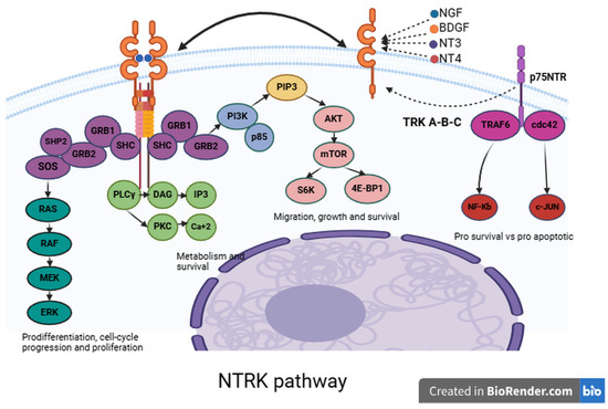 NTRK Gene Expression in Non-Small-Cell Lung Cancer