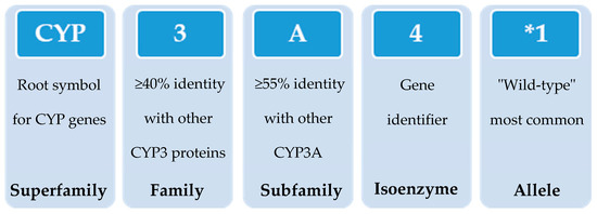 The Central Role of Cytochrome P450 in Xenobiotic Metabolism—A Brief Review on a Fascinating ...