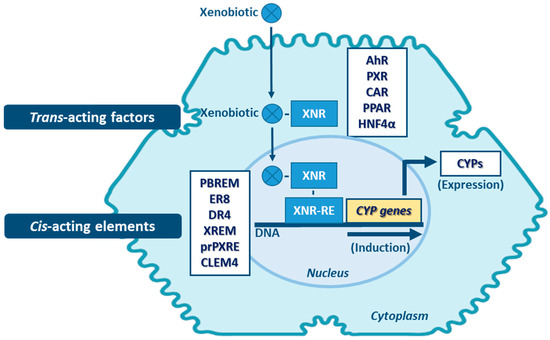 The Central Role of Cytochrome P450 in Xenobiotic Metabolism—A Brief ...
