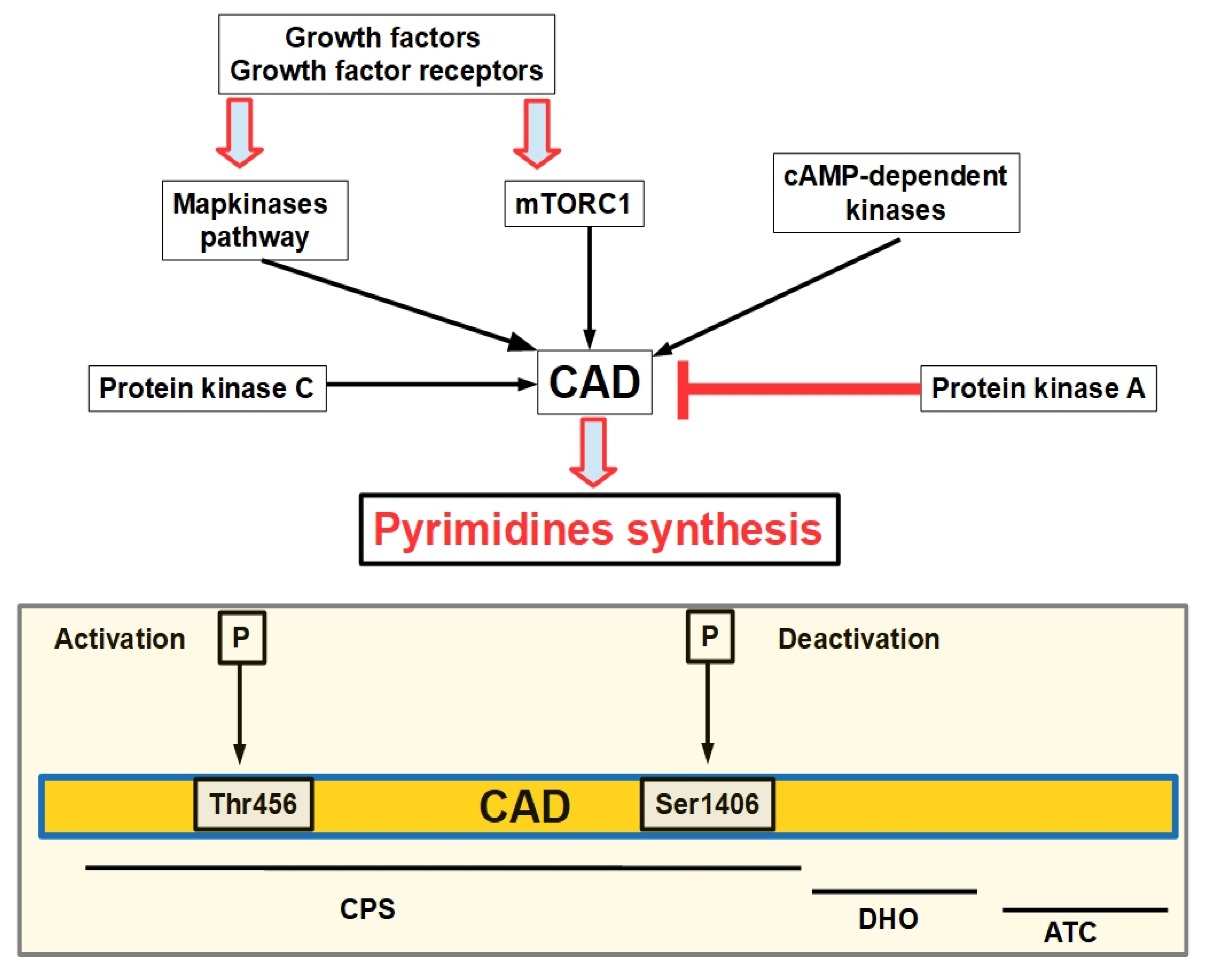 Role of pH in Regulating Cancer Pyrimidine Synthesis