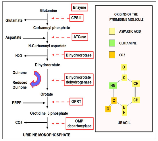 Carbamoyl Phosphate Pyrimidine Synthesis