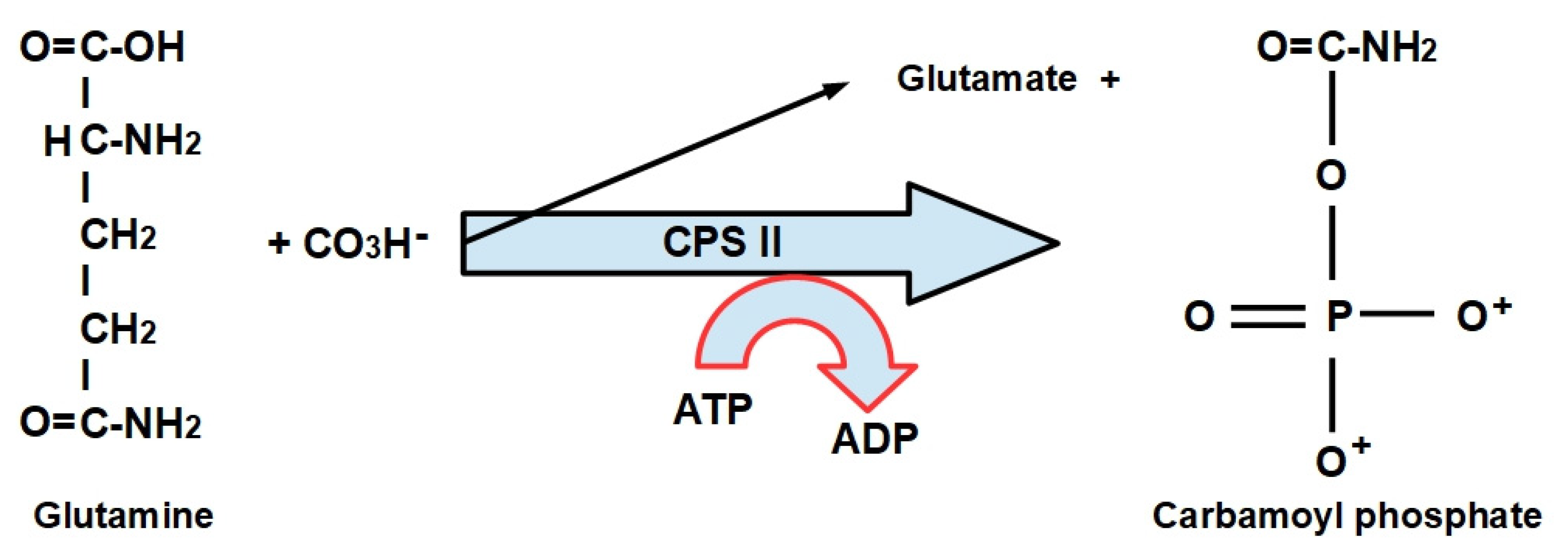 Role of pH in Regulating Cancer Pyrimidine Synthesis