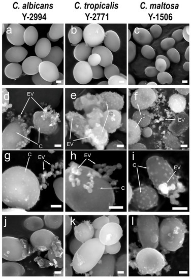JoX | Free Full-Text | The Extracellular Vesicles Containing Inorganic ...