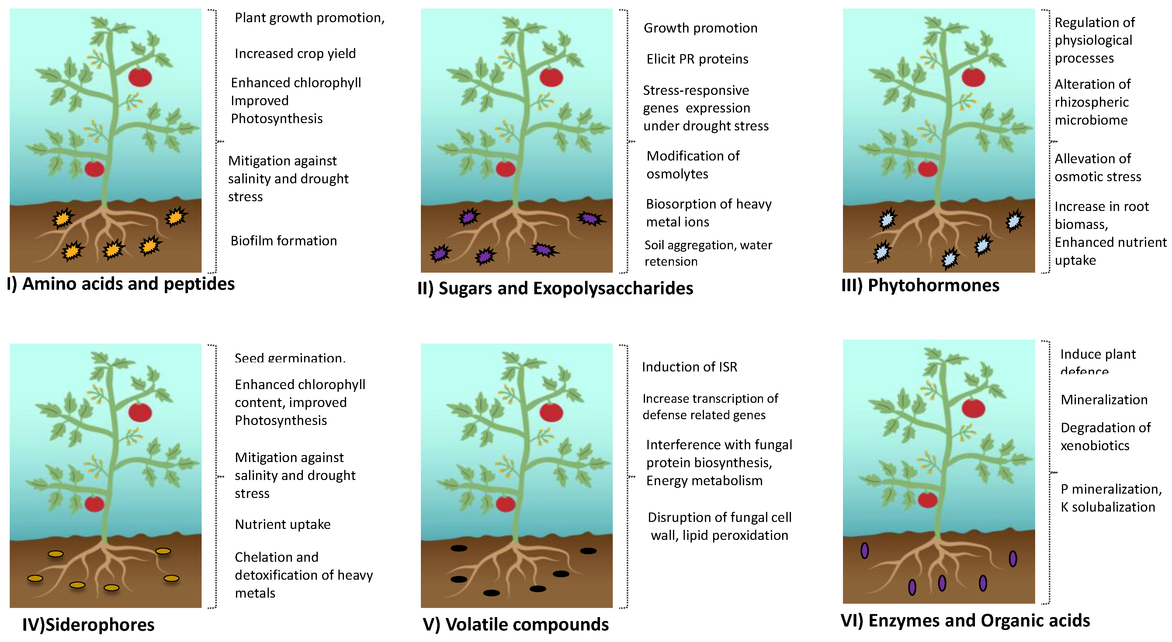 Microbial Exudates as Biostimulants: Role in Plant Growth Microbial Exudates as Biostimulants: Role in Plant Growth