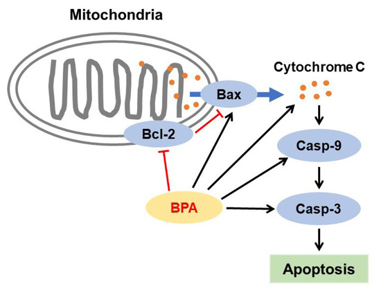 Bisphenol A (BPA) and Cardiovascular or Cardiometabolic Diseases
