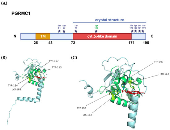 Pleiotropy of Progesterone Receptor Membrane Component 1 in Modulation ...