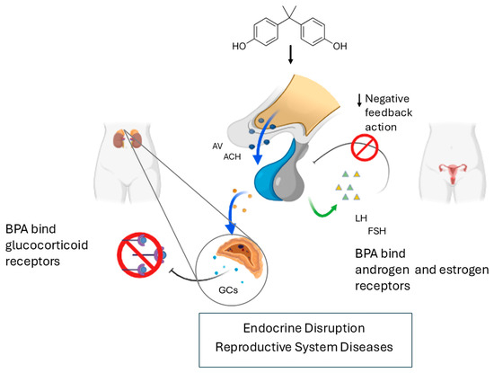Endocrine Disrupting Toxicity of Bisphenol A and Its Analogs ...