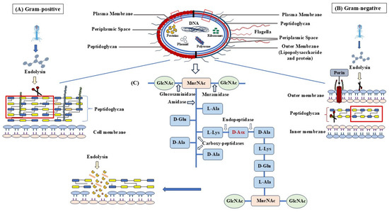 The Unique Capability of Endolysin to Tackle Antibiotic Resistance ...