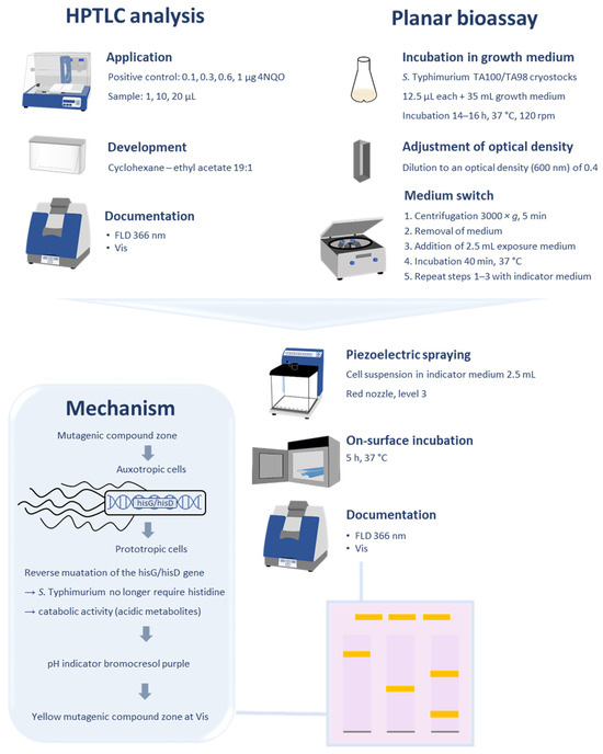 Ames Assay Transferred from the Microtiter Plate to the Planar Assay Format