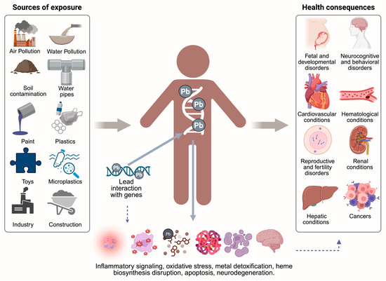 Lead Poisoning in the Americas: Sources, Regulations, Health Impacts ...