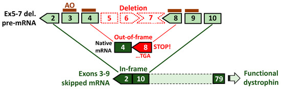 Multiple Exon Skipping in the Duchenne Muscular Dystrophy Hot Spots ...