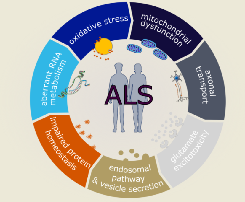 JPM | Free Full-Text | Molecular and Cellular Mechanisms Affected in ALS