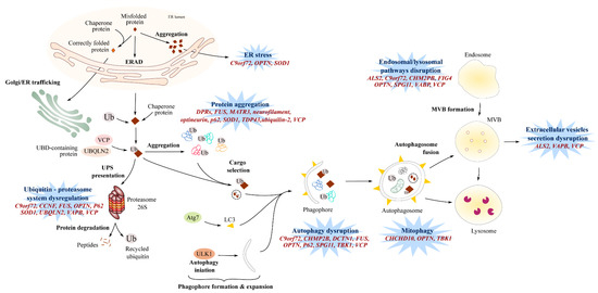 Molecular and Cellular Mechanisms Affected in ALS