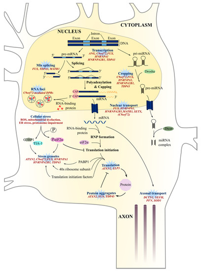 Molecular and Cellular Mechanisms Affected in ALS