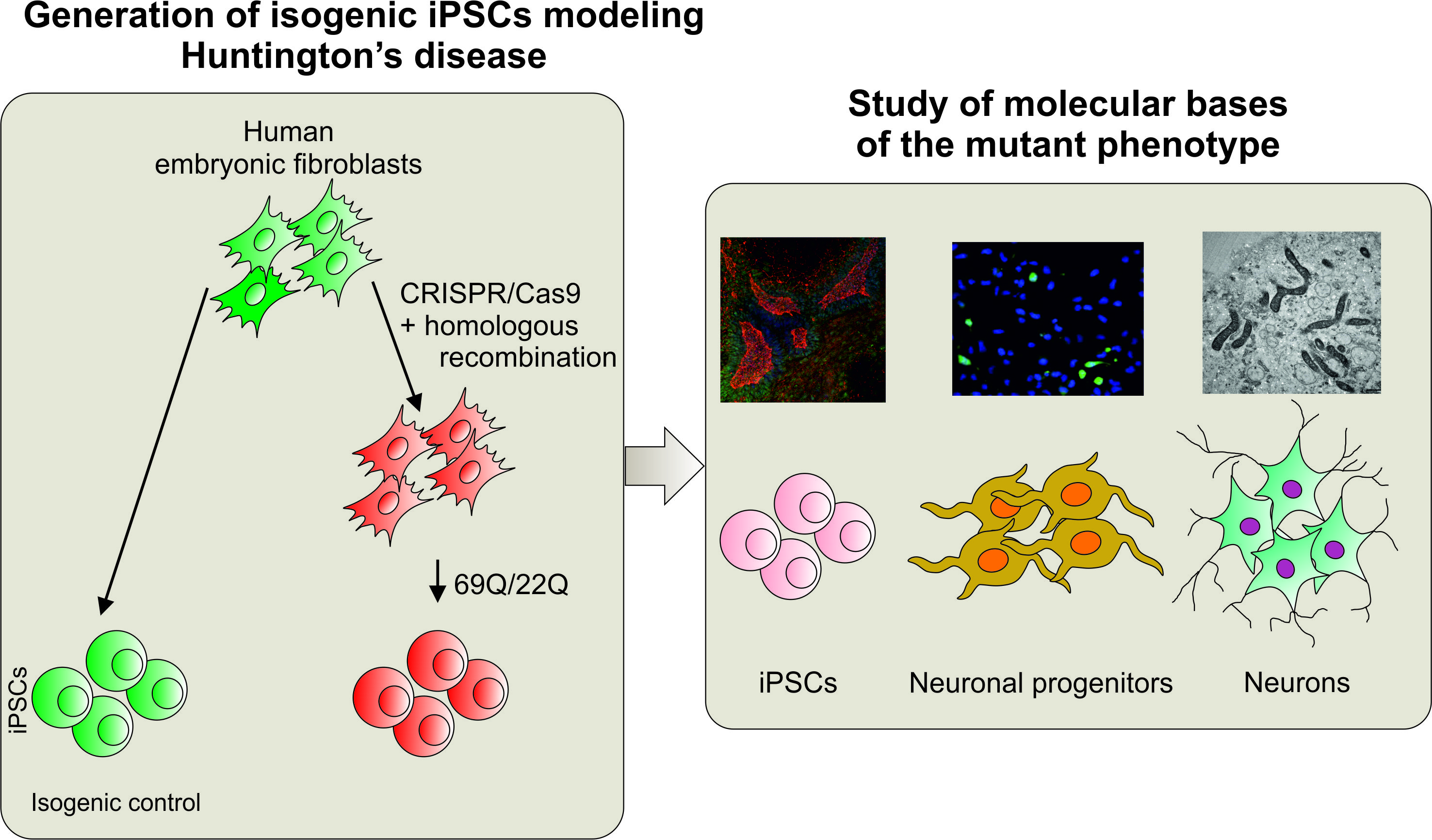 JPM | Free Full-Text | A Human Induced Pluripotent Stem Cell-Derived ...